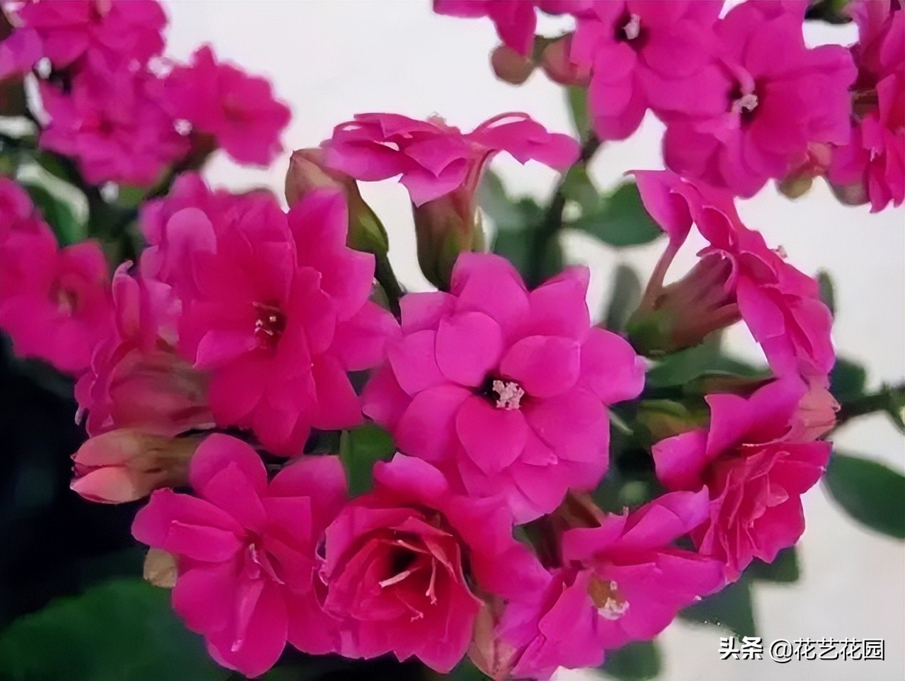 30 blooming longevity flowers, wishing your family a healthy and long ...