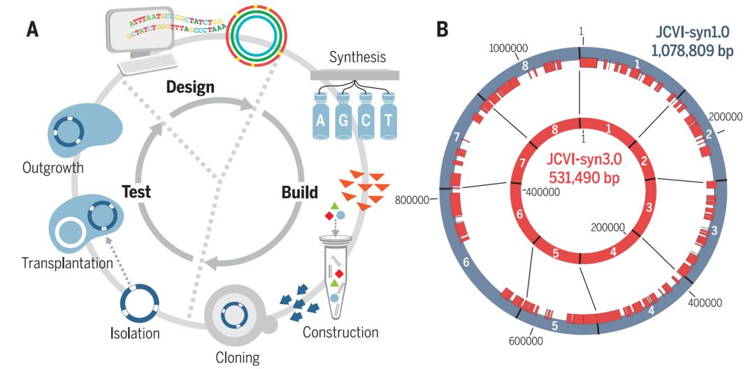 How did minimalist genome cells evolve? - iMedia