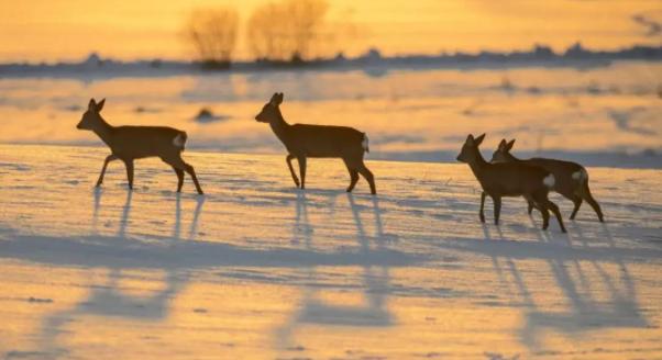As the first "divine beast" in the Northeast, how stupid is the silly ...