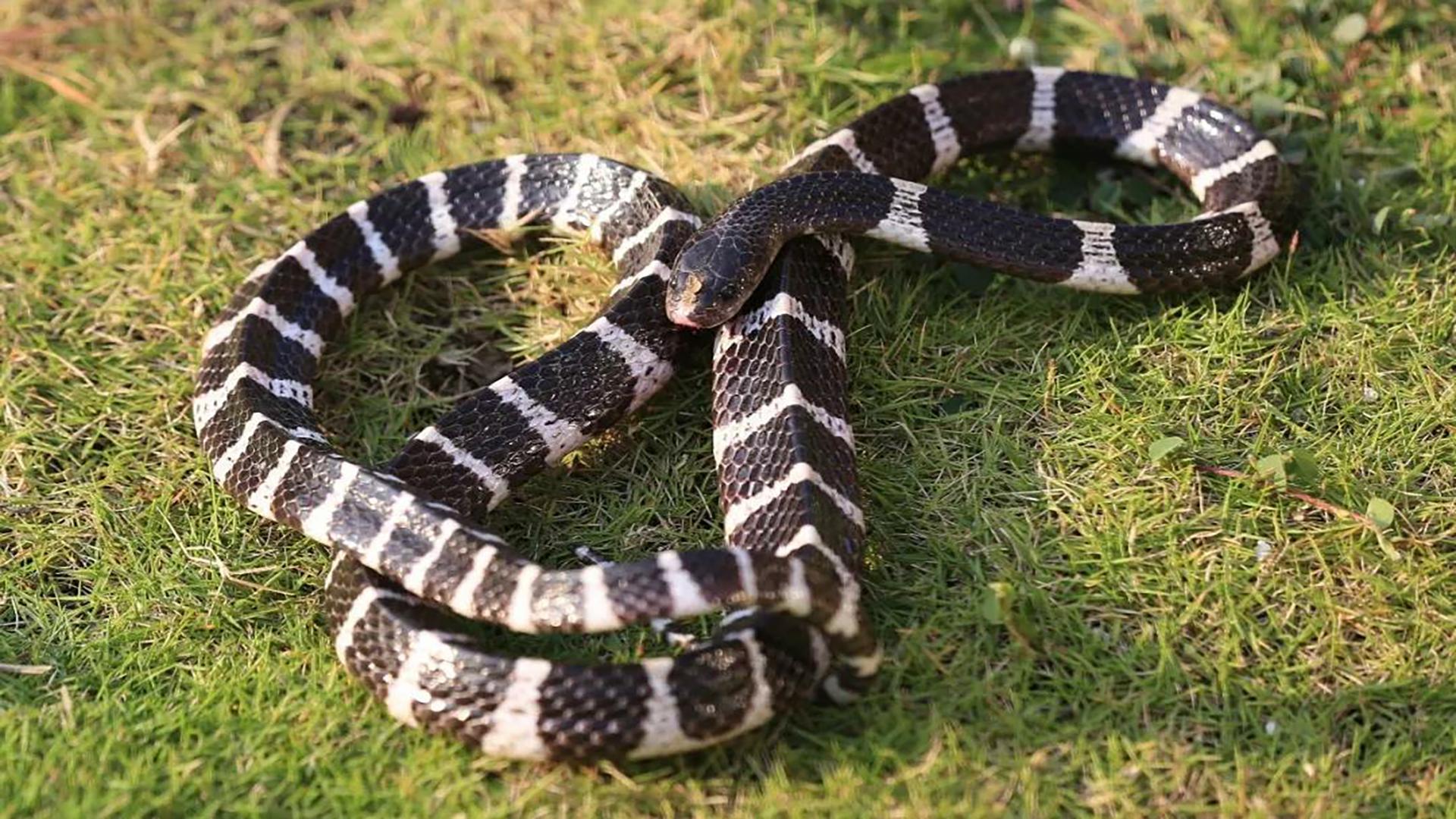 How many do you know of the 11 species of venomous snakes distributed ...