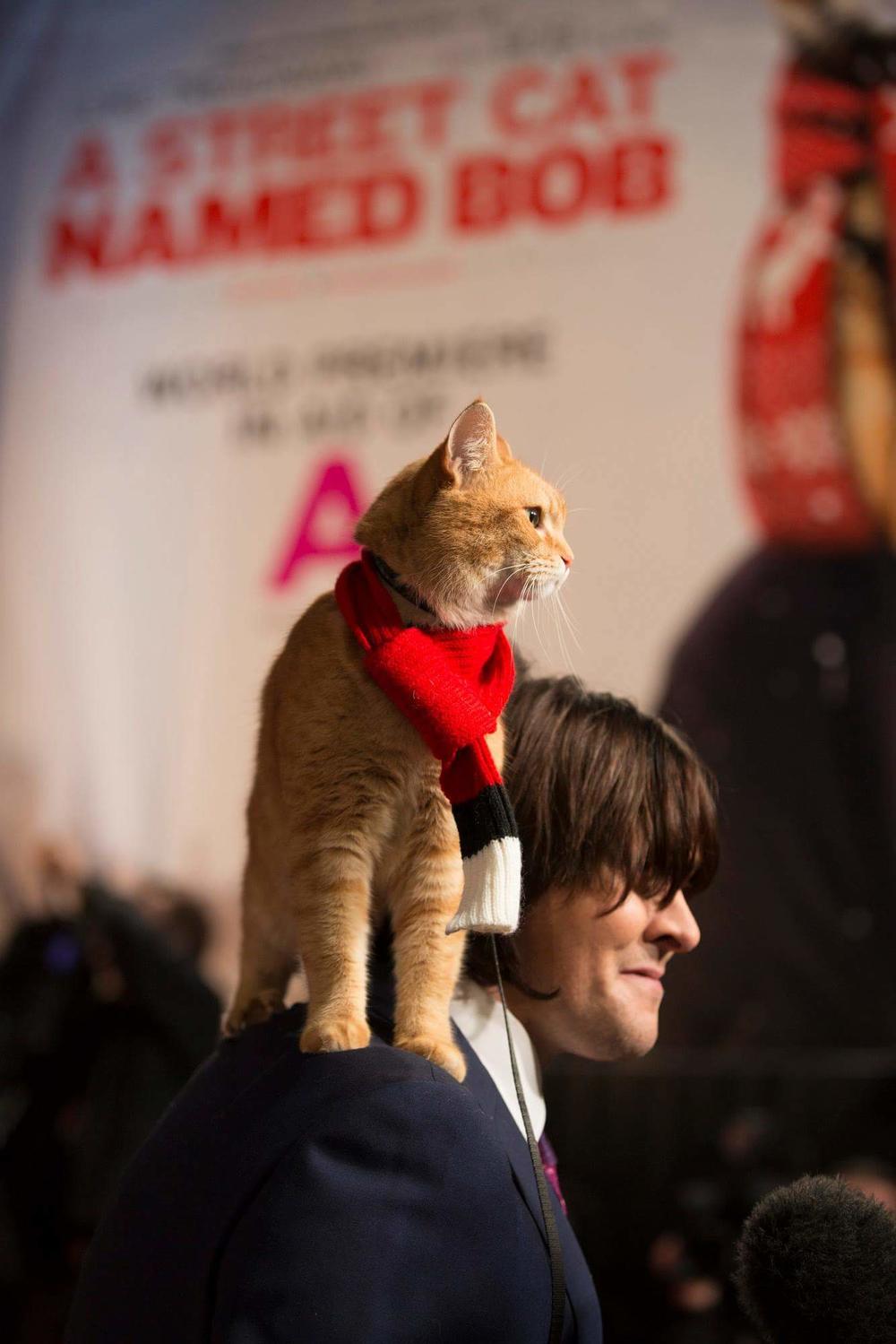 Adapted from a real story, "The Stray Cat Bob" hides the meaning of ...