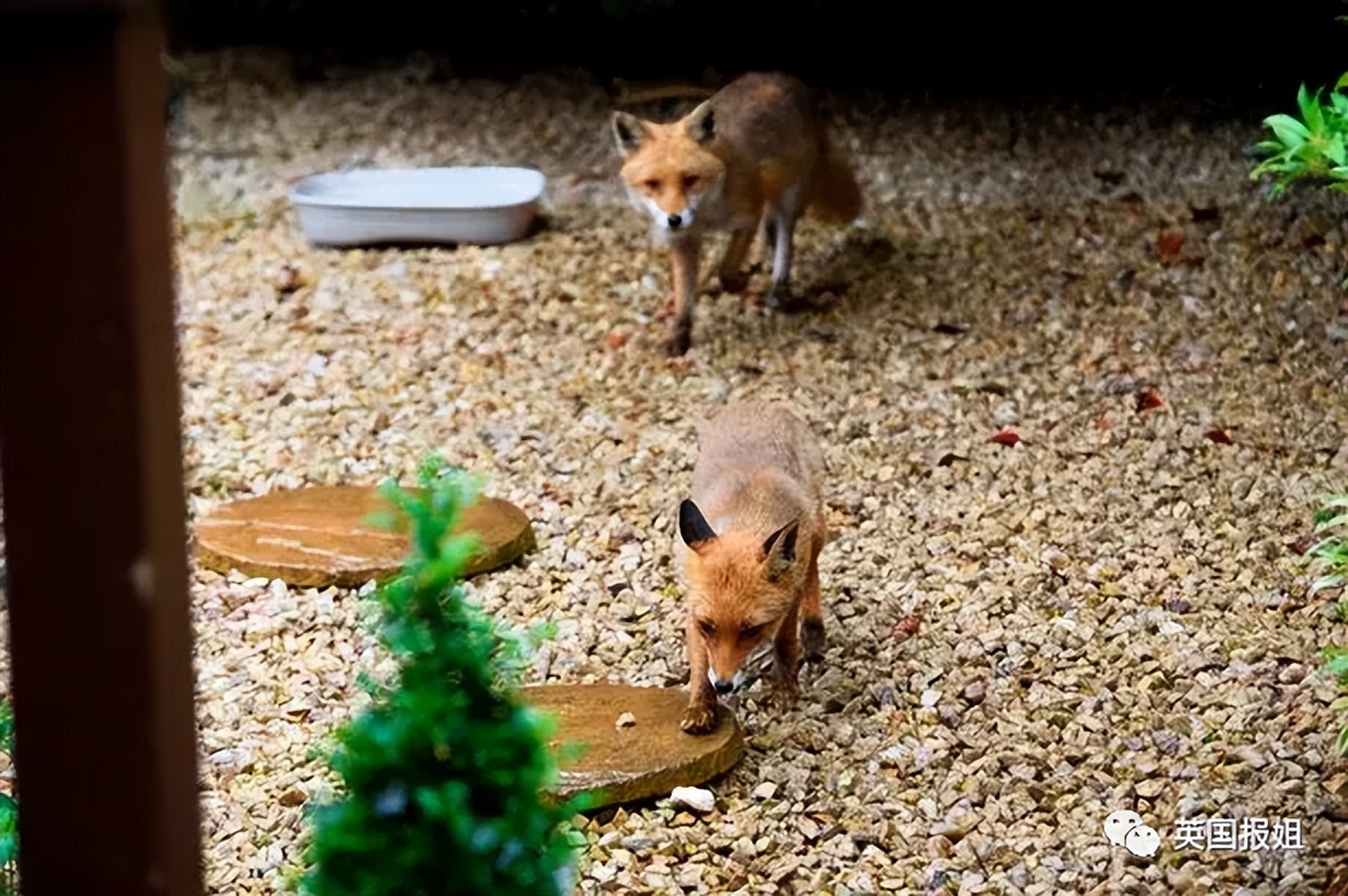 Scottish woman feeds wild fox family in her garden every day, feeding 4 ...