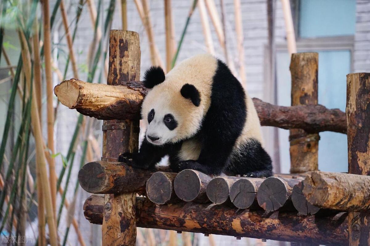 The giant panda Xiaoya died a year ago - iMedia