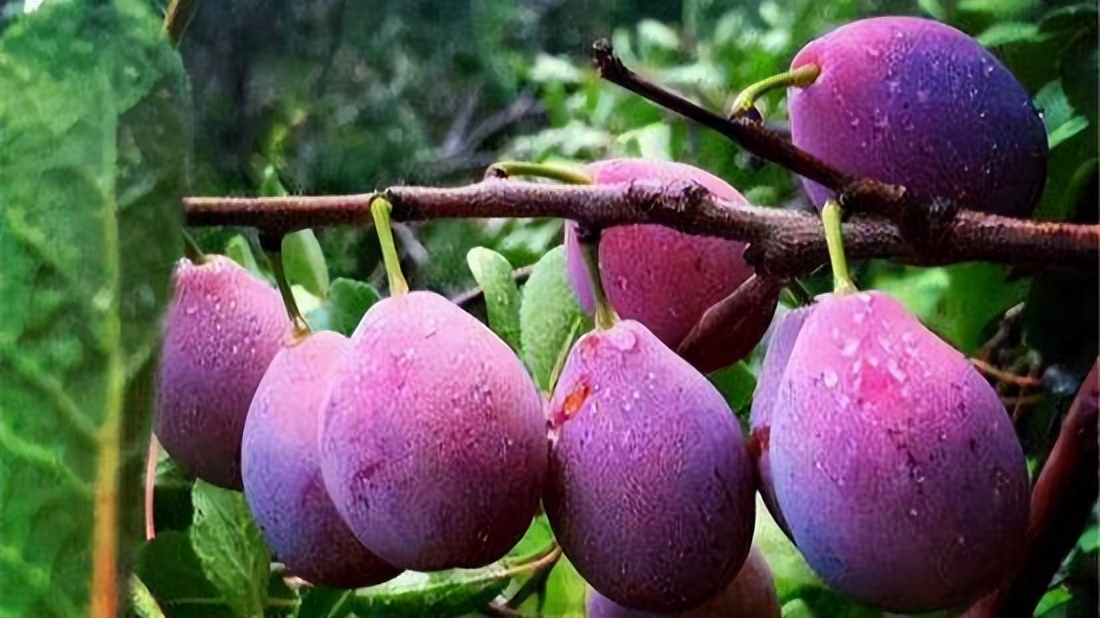 Top 10 sweetest fruits in the world, how many have you eaten? - iMedia