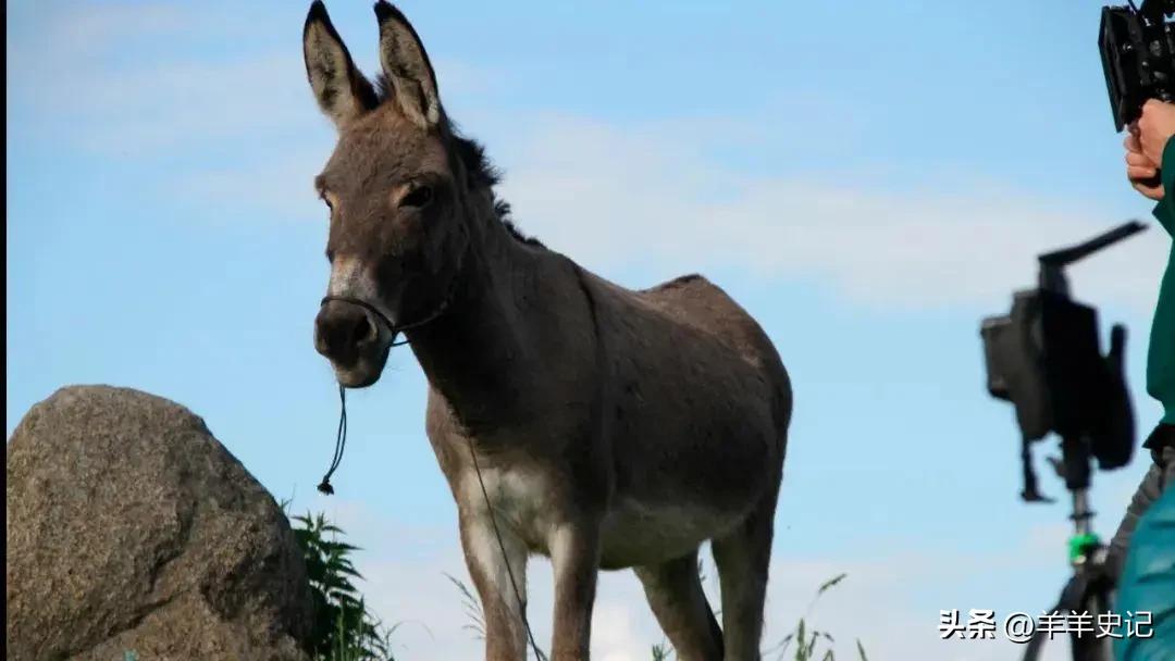Social Criticism and Political Metaphors of the Movie "The Donkey Calls ...