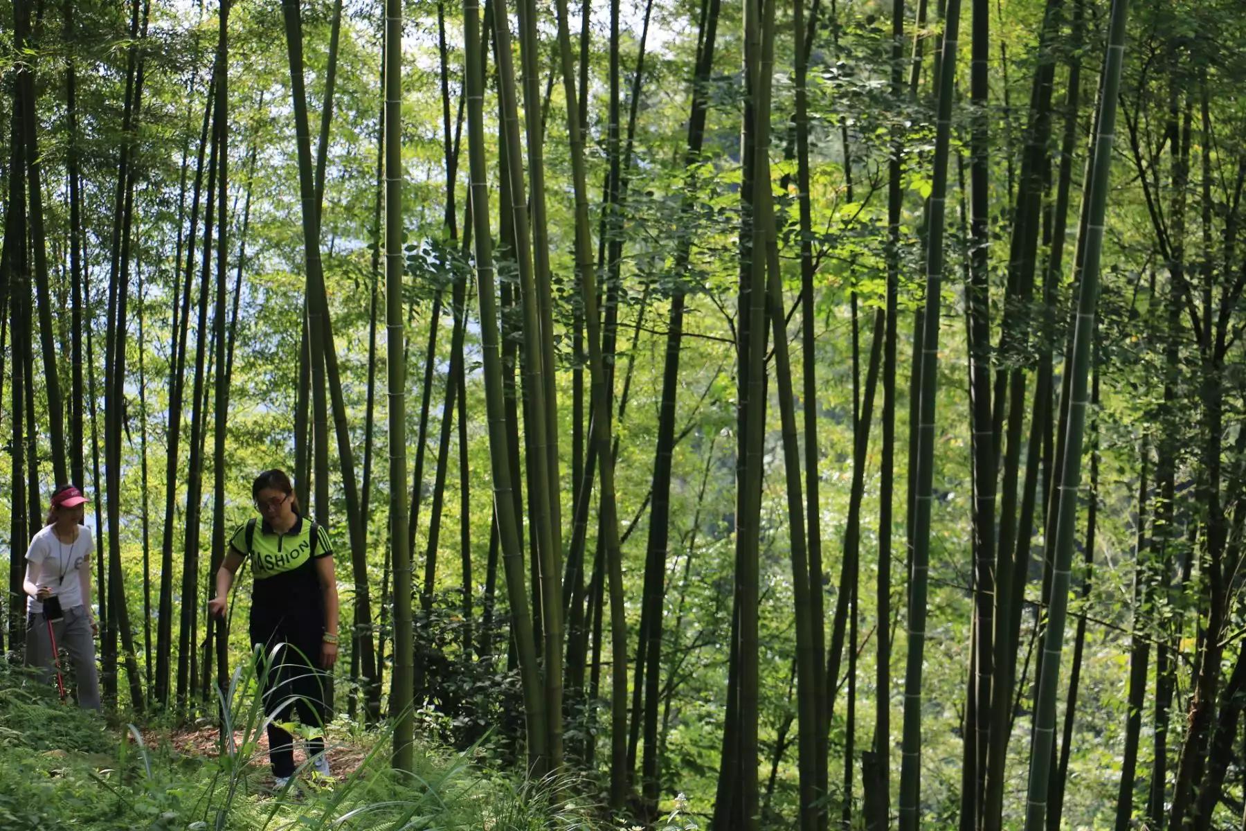 Shifang Swan Forest Farm - iNEWS