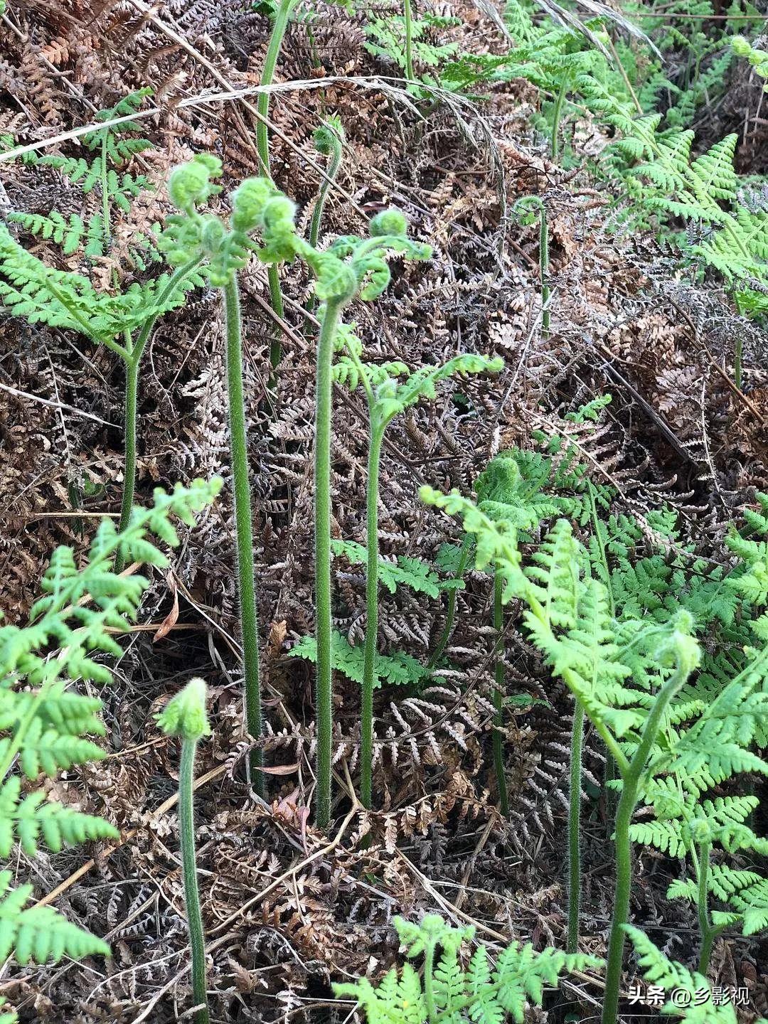 Stir-fried bacon with wild vegetables in the countryside will ...
