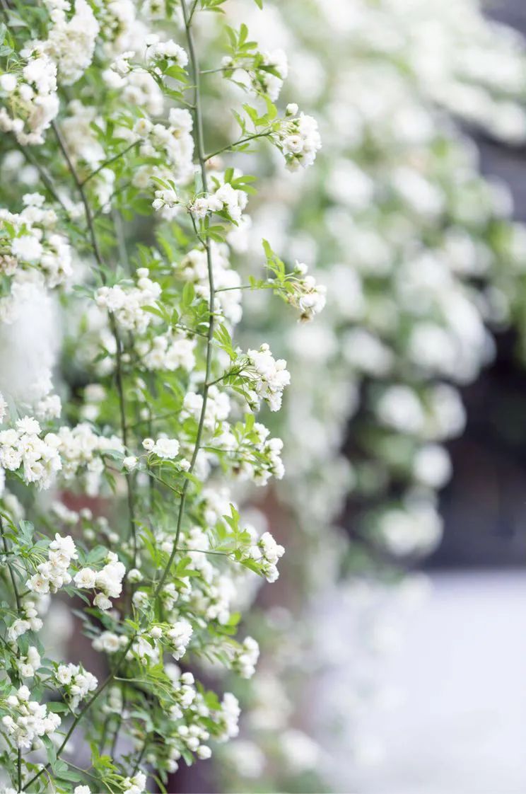 Appreciation: The Wind Gently Rolls the Clouds, and the Rain Falls to ...