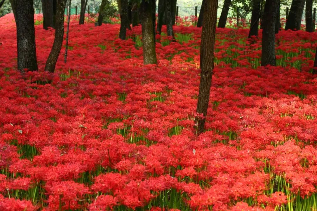 World Beads Sharing——Manzhu Sahua Yingluo Pendant - iMedia