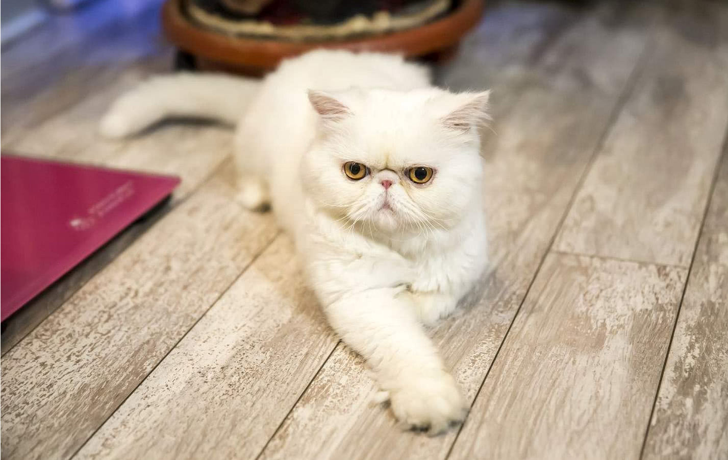 These cats are suitable for families with children, they are very ...