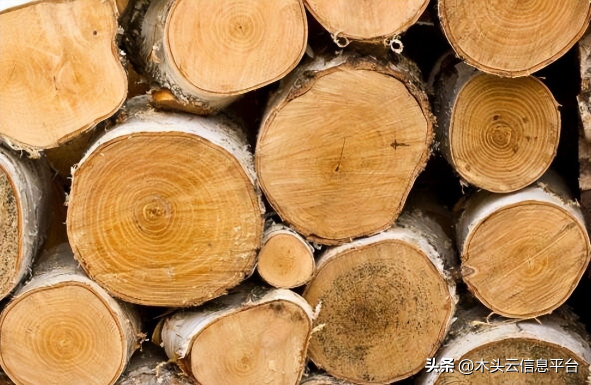 Russian timber is still exported to the EU through channels such as ...