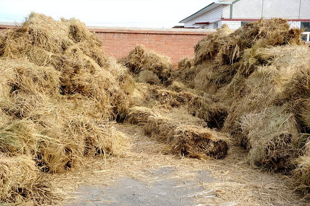 Turn waste into treasure, how to turn straw into cattle and sheep feed ...