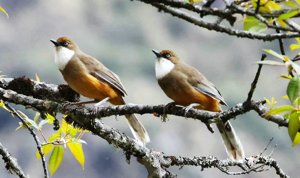Tibetan Birds/Wildlife Photography Tour of Brown-tailed Rainbow Chick ...