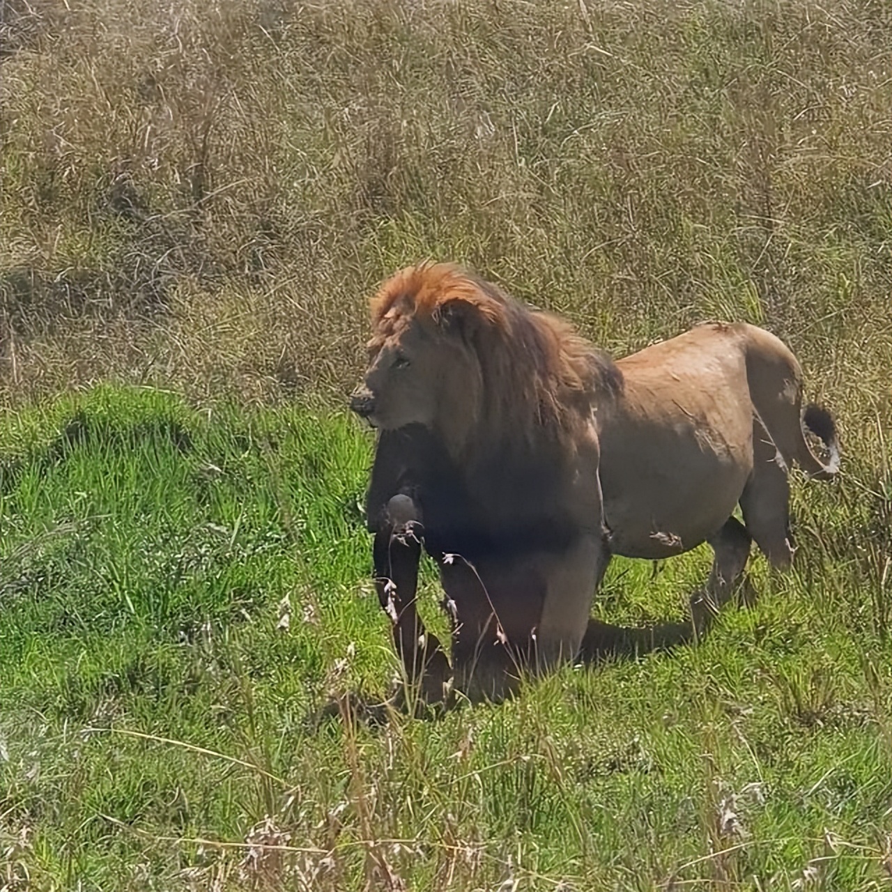 Male lion leads lion hunt for bison - iNEWS