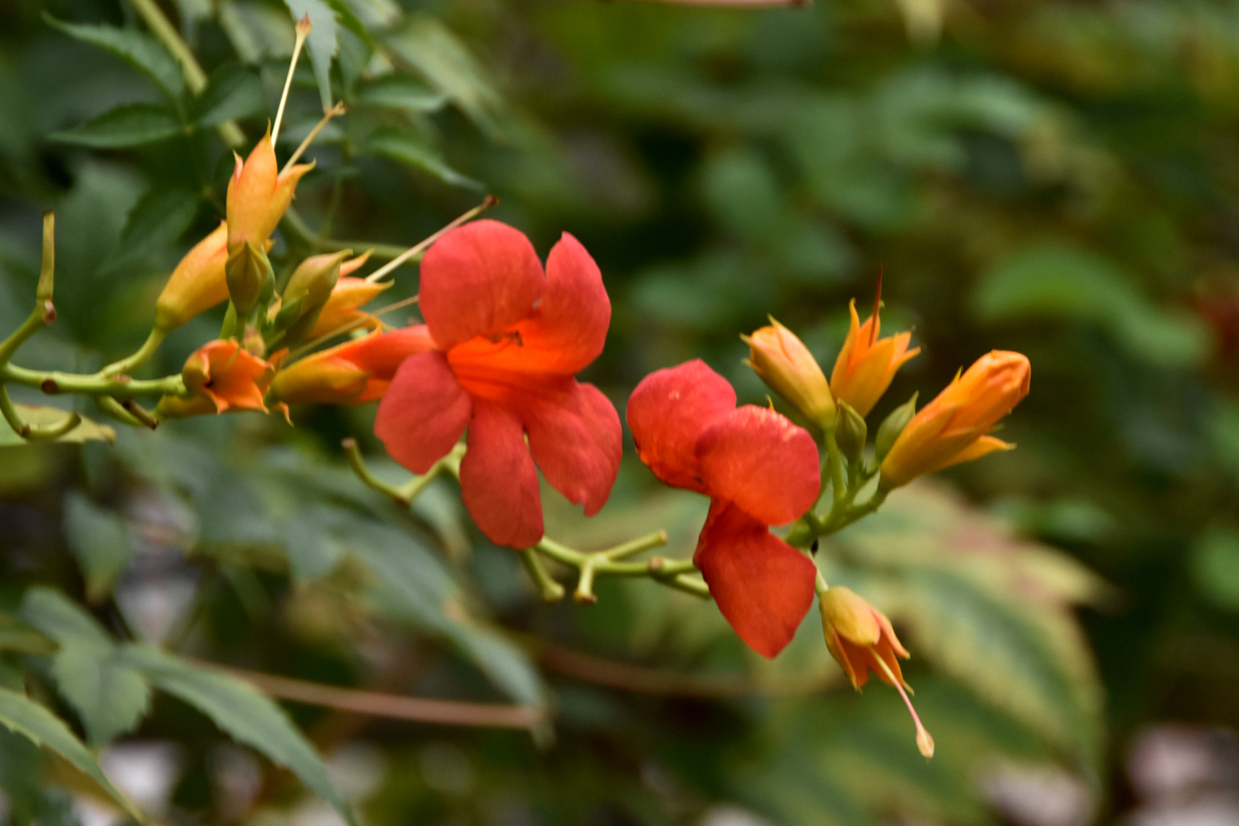 Reading Cheng Pu: Veterans of the Three Generations of Sun and Wu ...