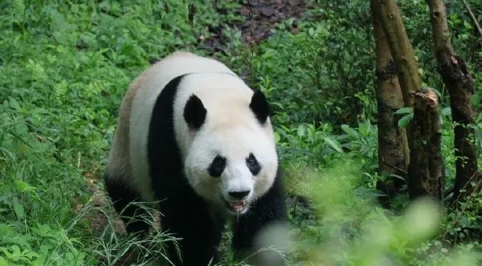 The popularity of the panda "He Hua" is overwhelming, and the family ...