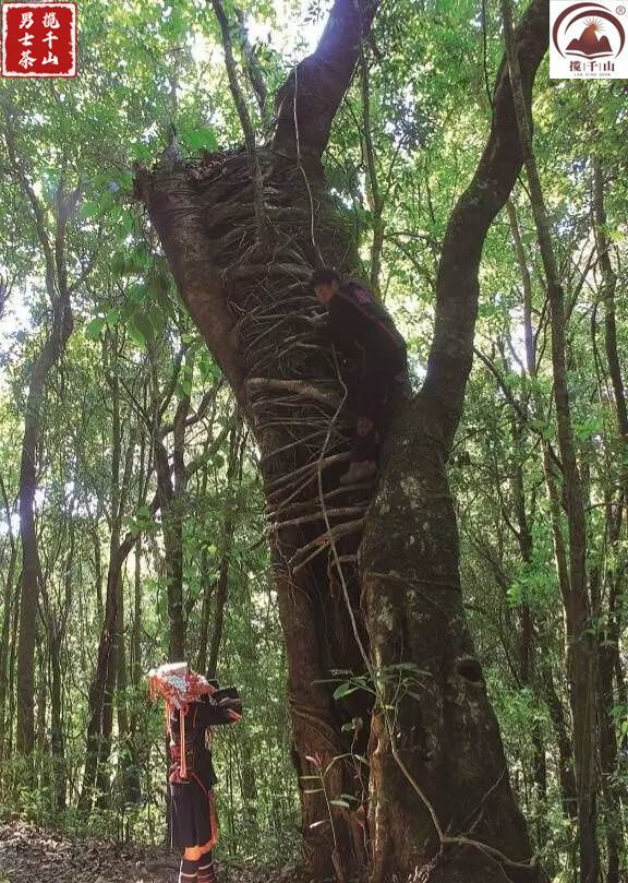 Bada Mountain: Kingdom of Tea Trees - iNEWS