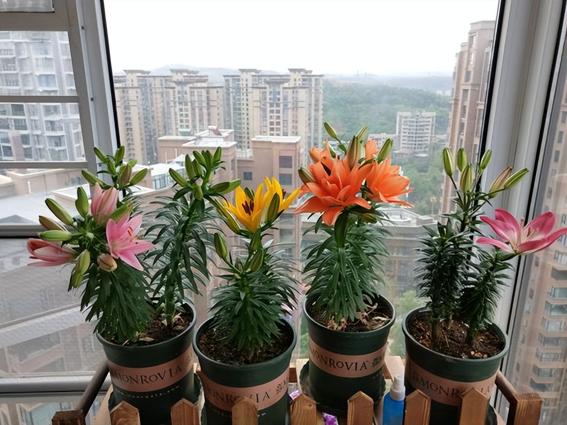 There is one kind of lazy flower that is notorious for "not dying", and ...