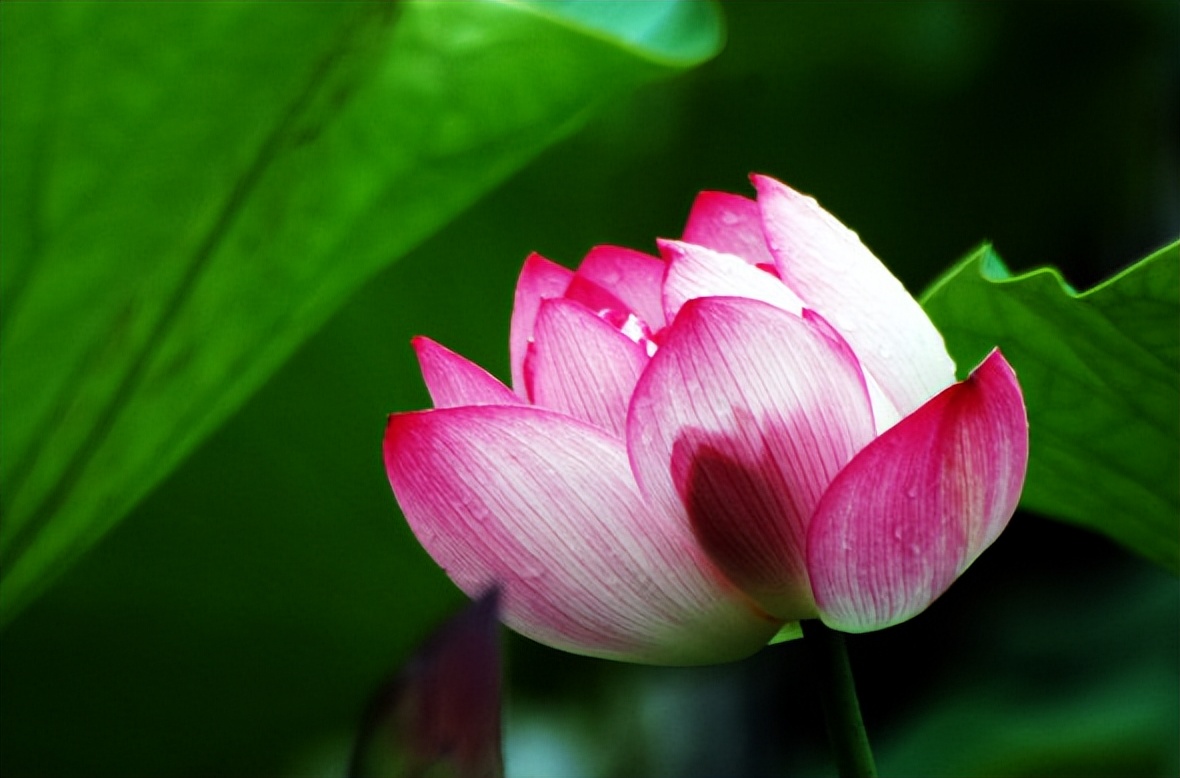 When the lotus is fragrant and the good wind comes, the poems about the ...
