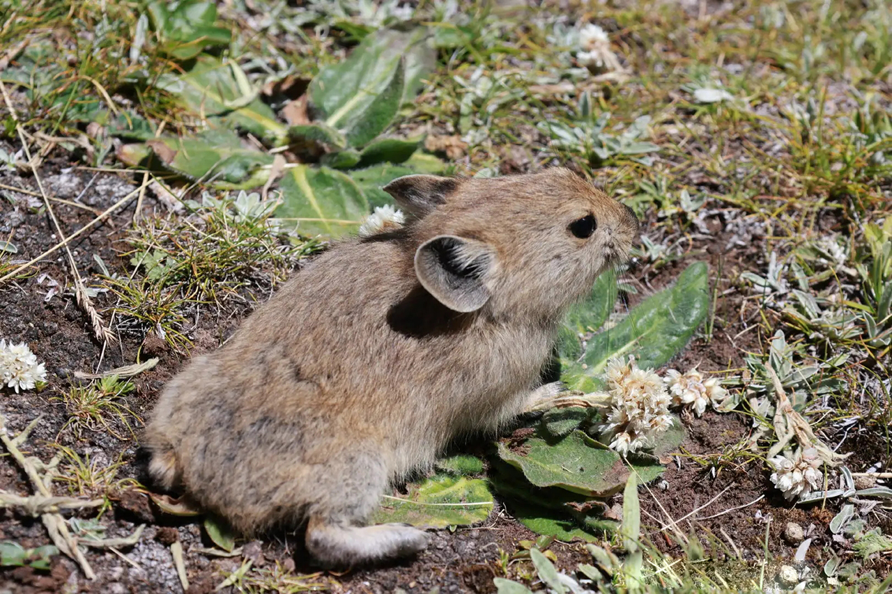 In a grassland in Sichuan, an animal that disappeared for 28 years was ...