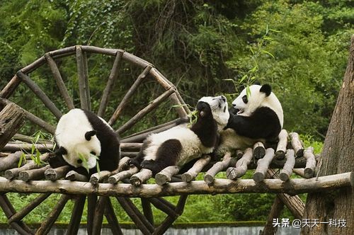 Conservation and Research Center of Giant Pandas: Please respect ...
