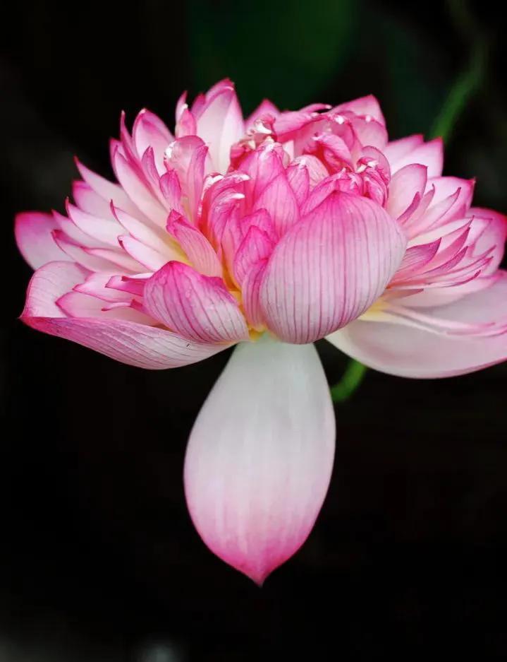 The latest lotus species collection-a hundred lotus contends for beauty ...