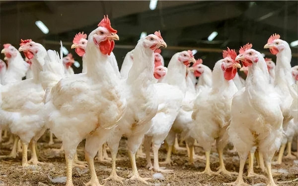 The Chinese eat so much chicken every day, why can't they finish it? Do ...