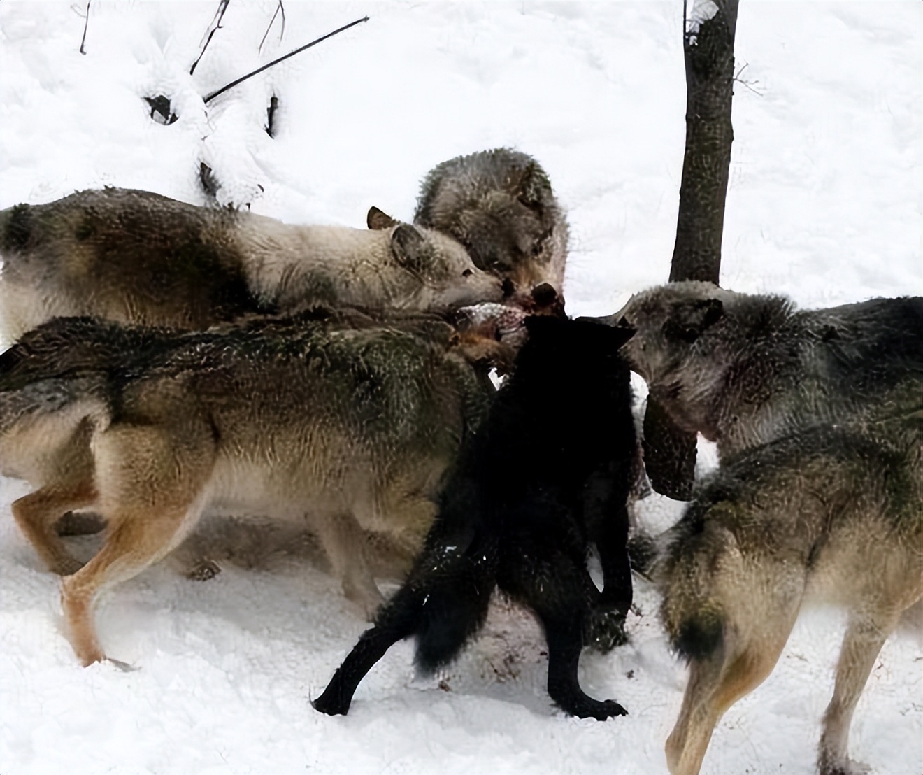 Can ferocious wolves really beat grass-eating wild donkeys? Why? - iNEWS
