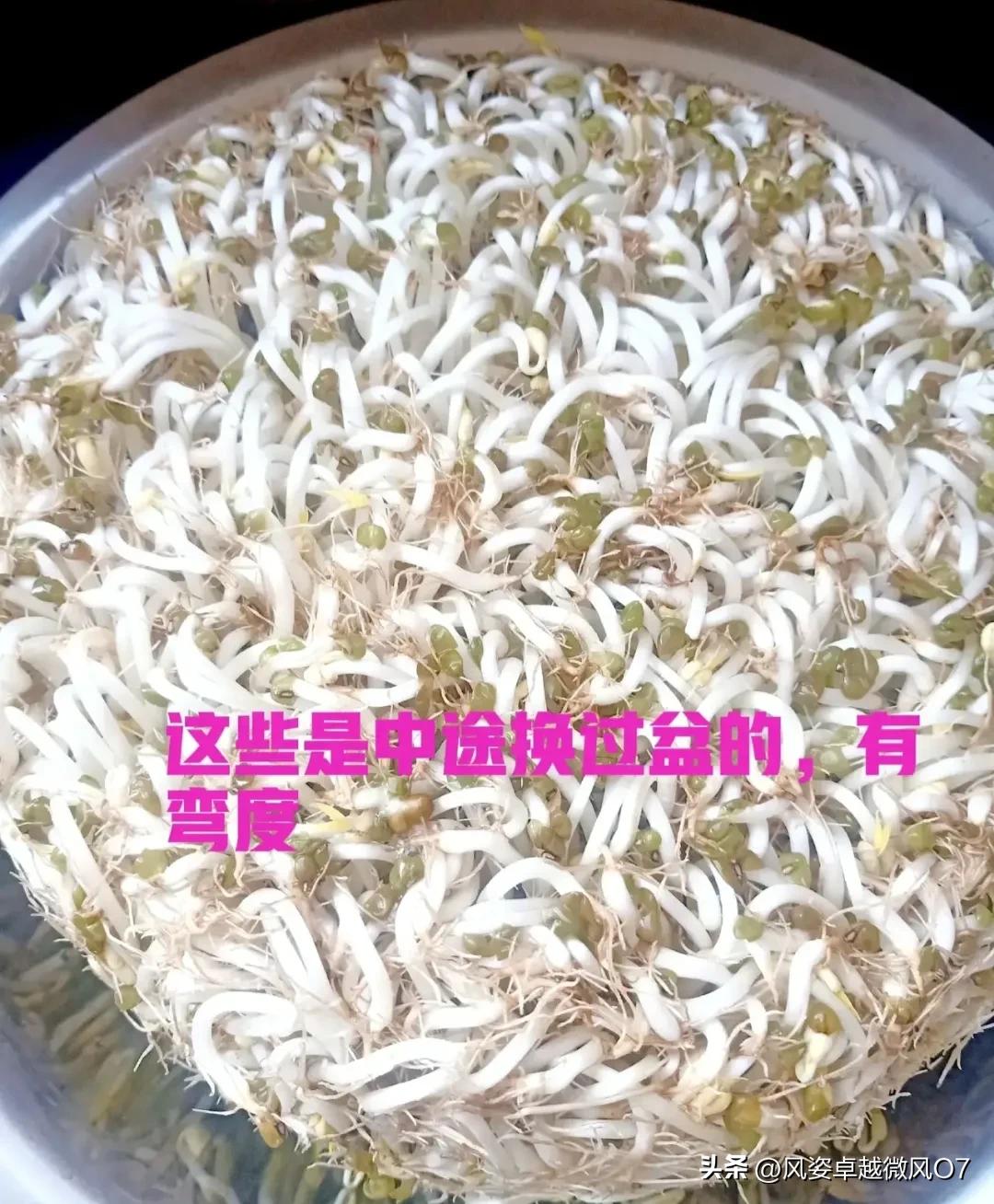 How to make delicious mung bean sprouts - iNEWS