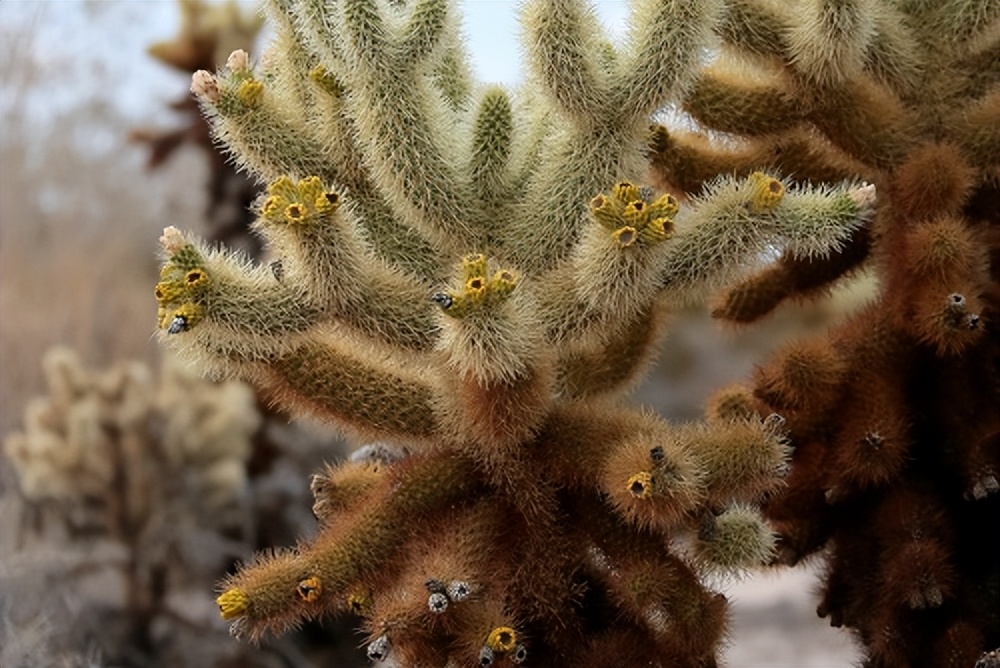 Devil's Way Originating from the Native American Trail - iNEWS