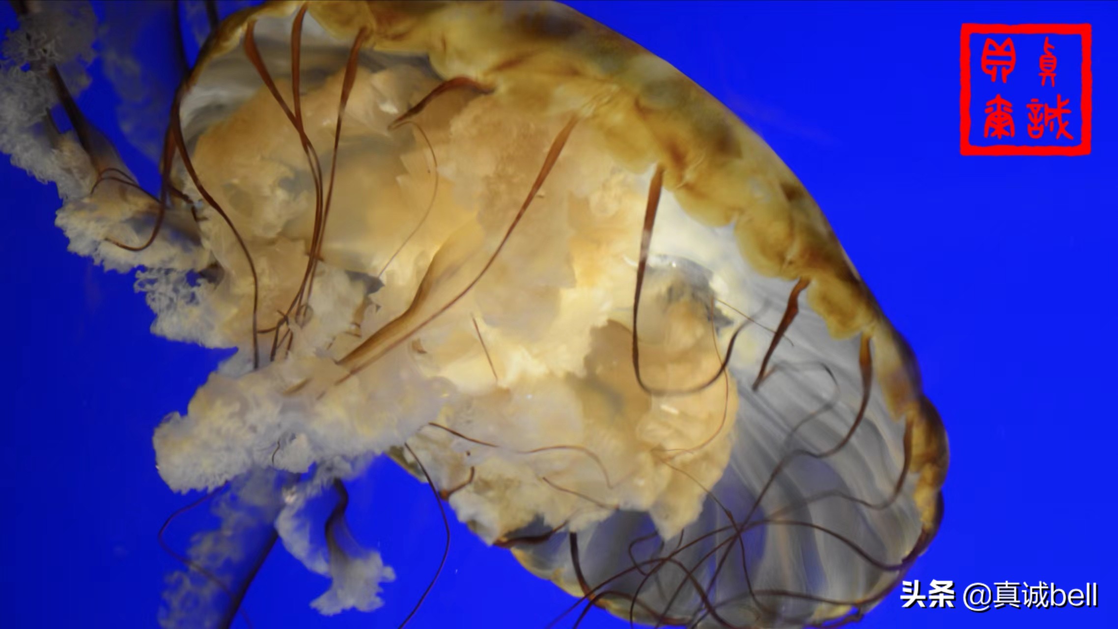 smart jellyfish - iMedia