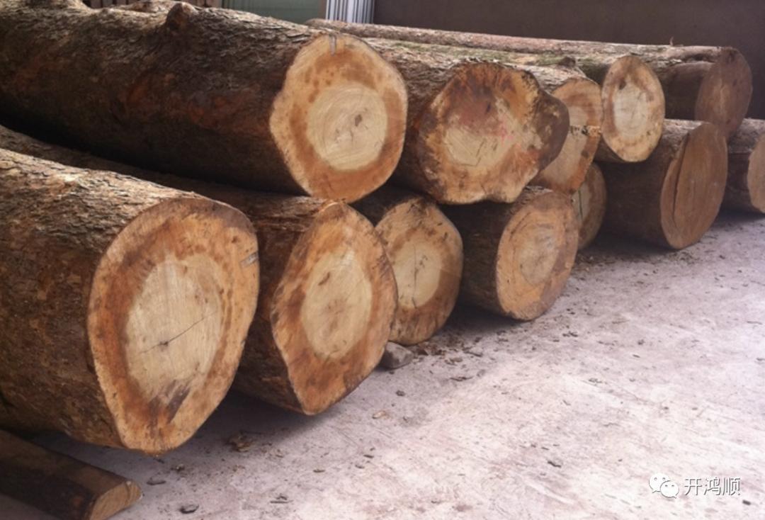 Chinese Giants—King of Oriental Rare Woods - iNEWS