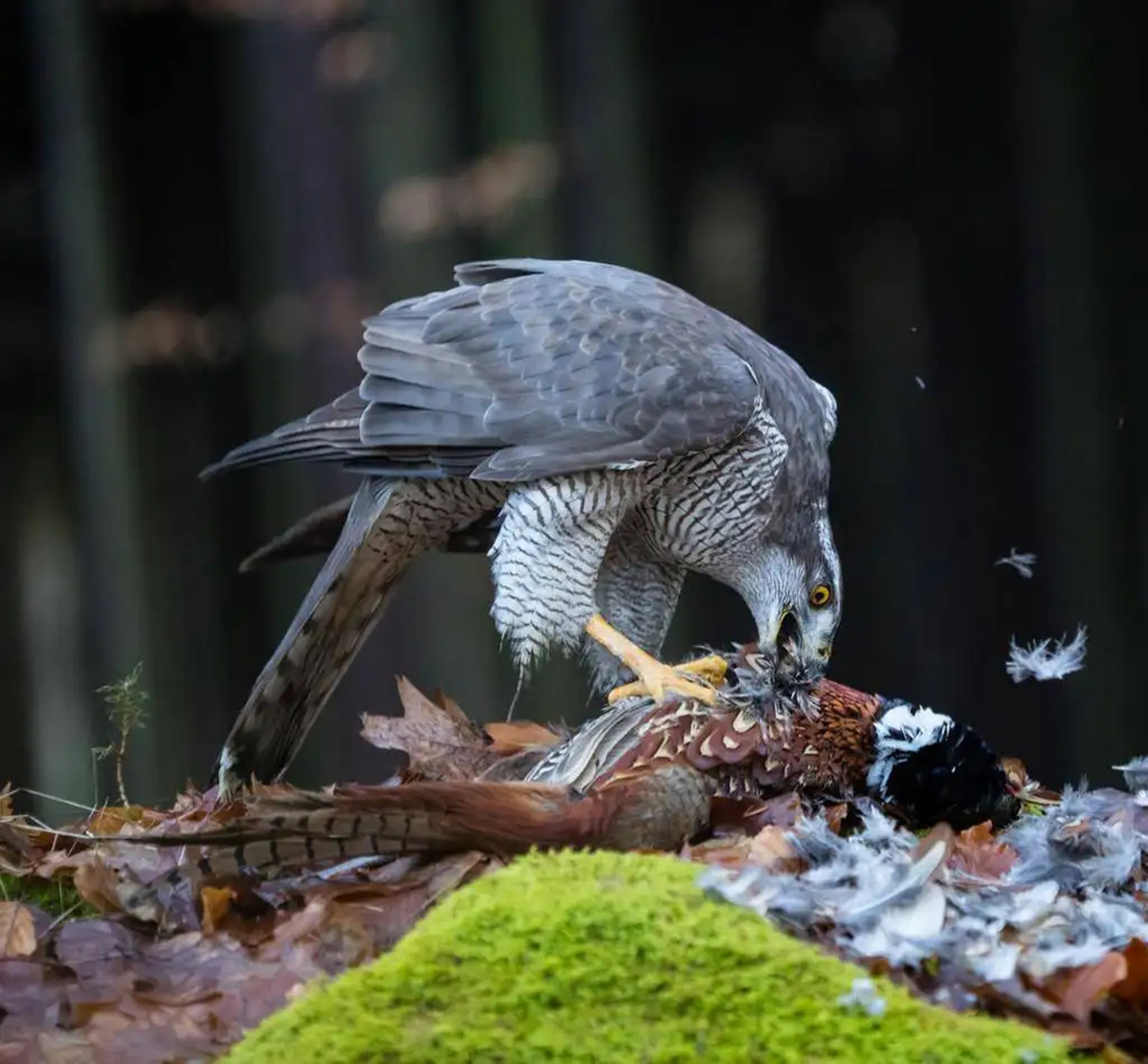 Phantom of the Forest: The best among birds of prey - iNEWS