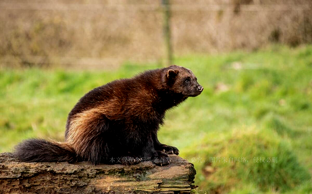 Legend: A soldier rescued an injured wolverine. The wolverine's family ...