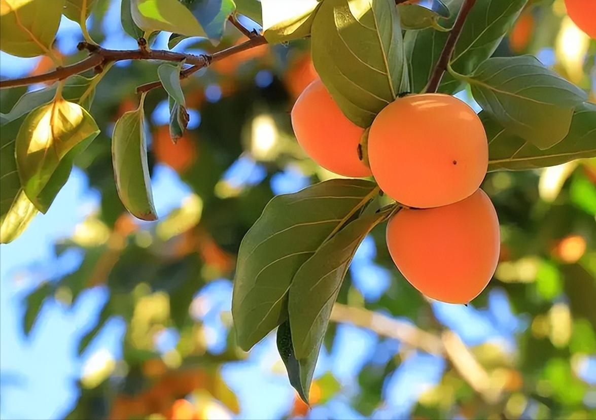 Fuping persimmon, whose DNA has moved - iNEWS