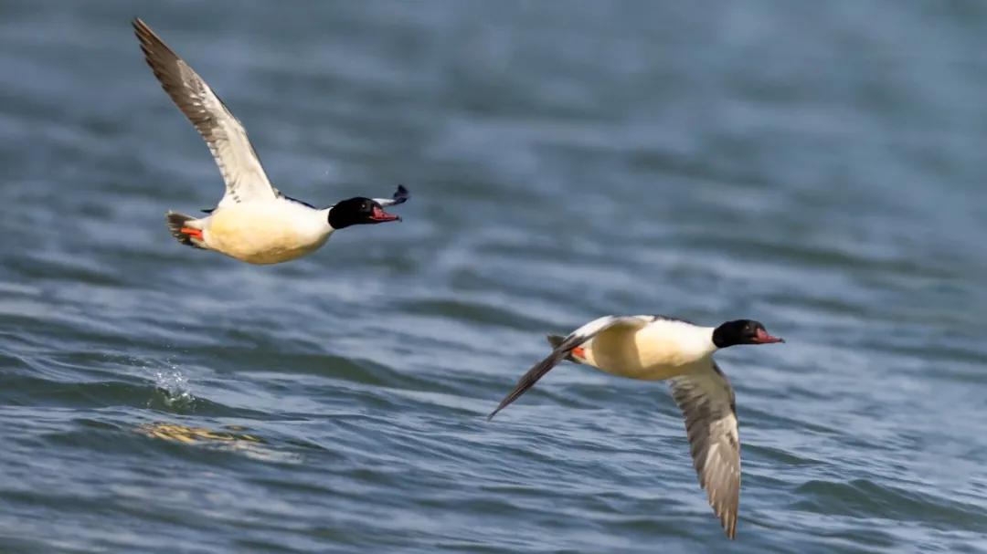 "Shanxi Birds Illustrated Book" - iNEWS