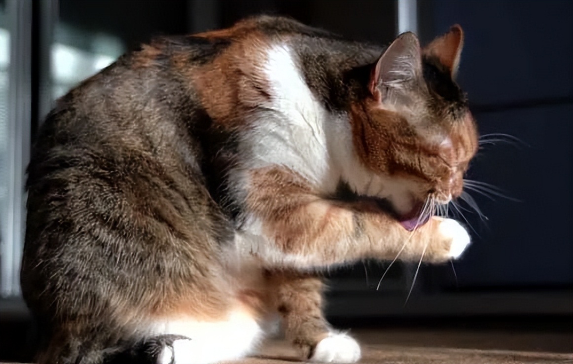 What to do when an animal is sick or injured? Learn about self ...