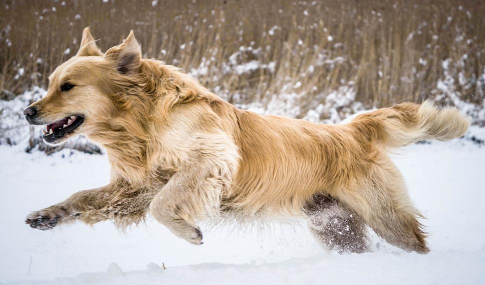 What is the significance of animal helpers in hunting activities? - iNEWS