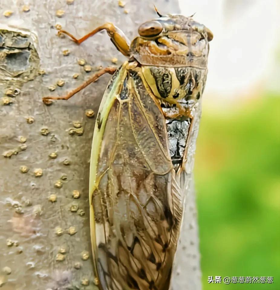 Beginning of Autumn Talking About Cicadas - iMedia