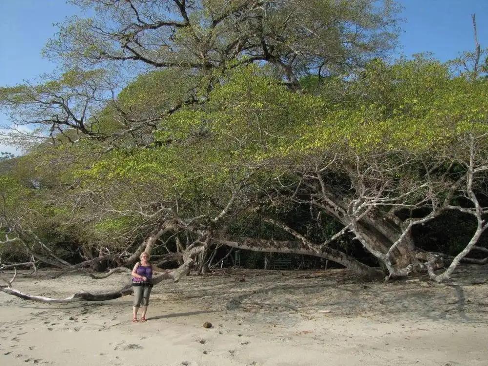 The 5 most dangerous trees in the world, from the fruit to the trunk ...