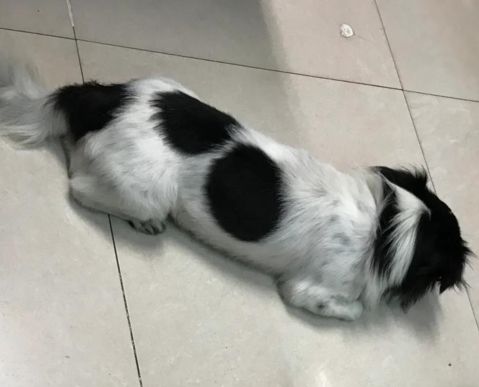 Doctors in Sichuan rescued a pregnant stray dog. The puppy stuck to her ...