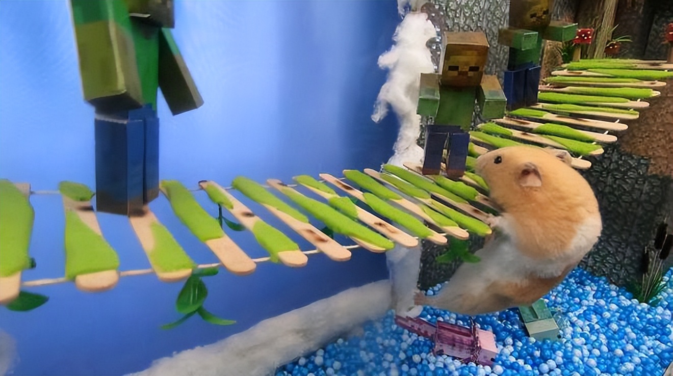 Bridge challenge designed for hamsters with 8 thrilling obstacles of ...