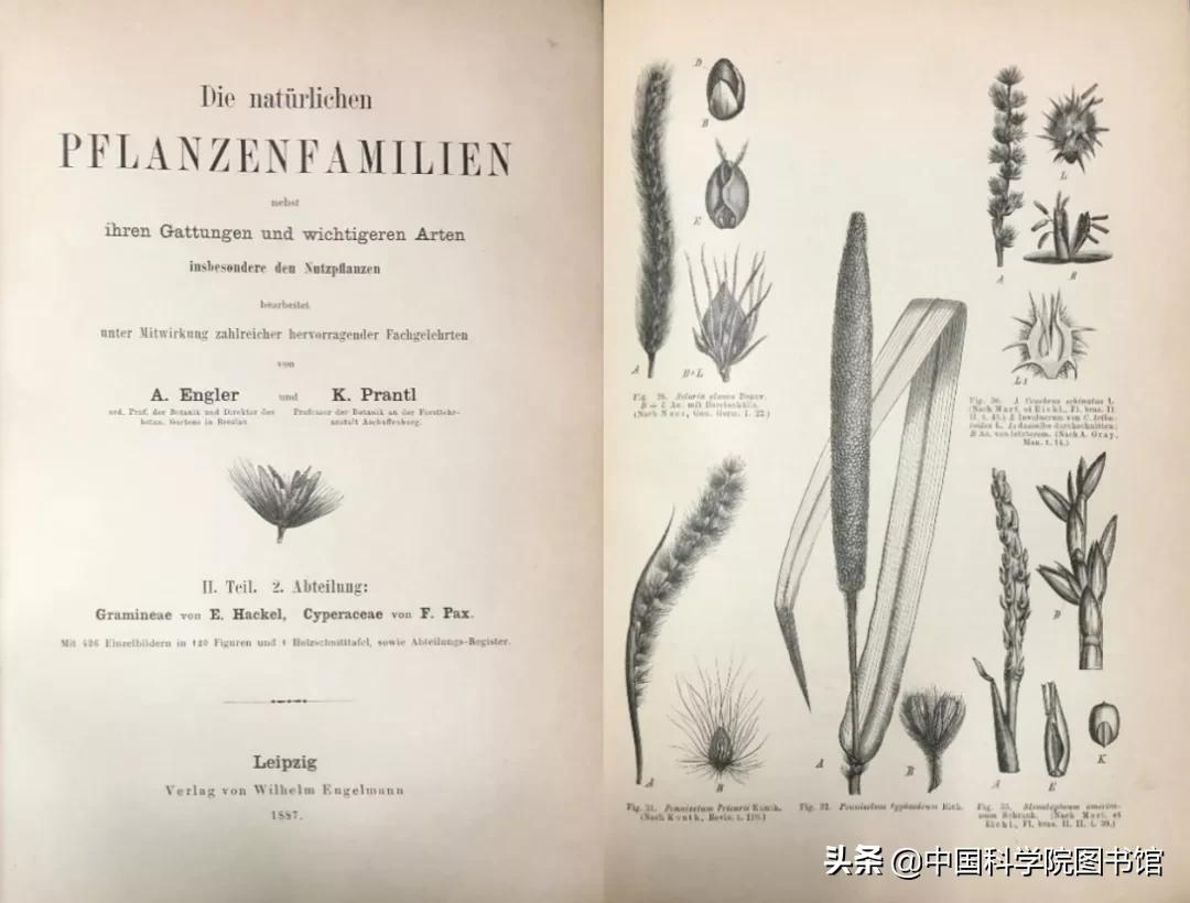 "Natural Plants": the first complete natural plant classification ...