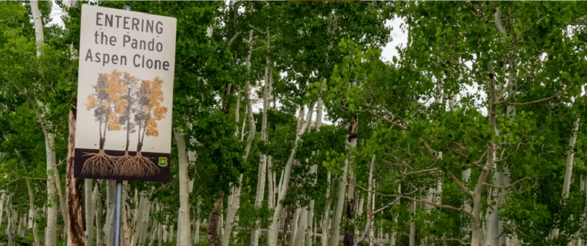 The largest creature Pando forest: weighing more than 6,000 tons ...