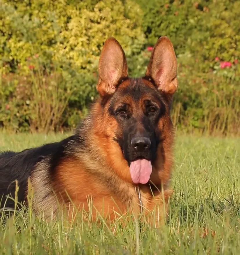 german shepherd face - iNEWS