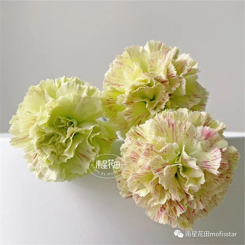 Lvyan Carnation · Breeze Xulai - iMedia