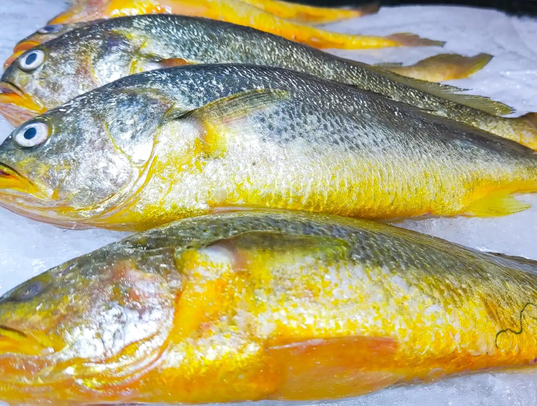 The yellow croaker that seaside people love to eat can still do this ...