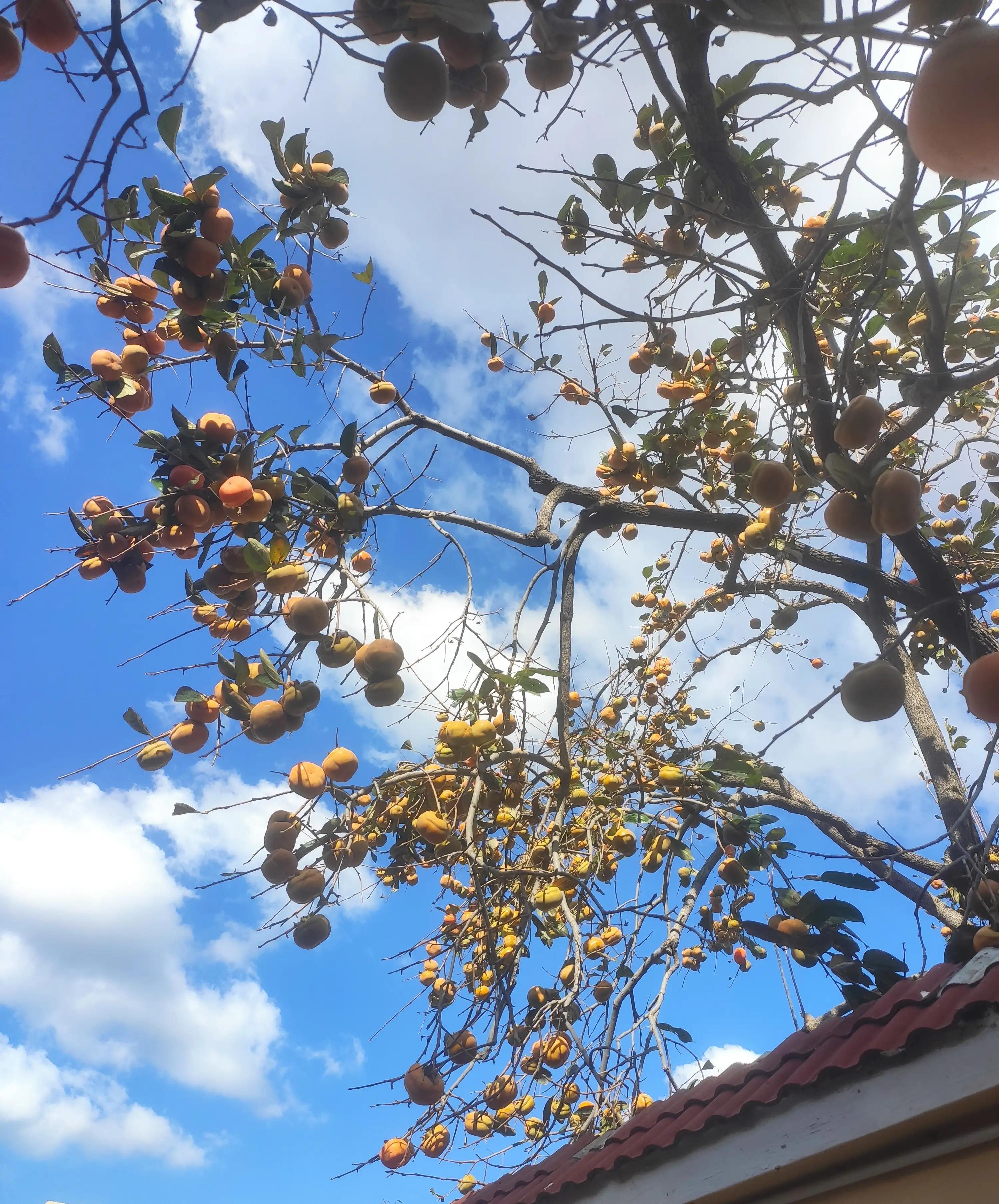 Original New Poem: Deep Autumn Persimmon Red Feels Deeply Expressed - iNEWS