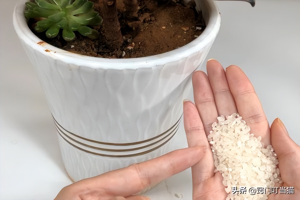Sprinkle a handful of "rice" in the flower pot, no matter how wilted or ...