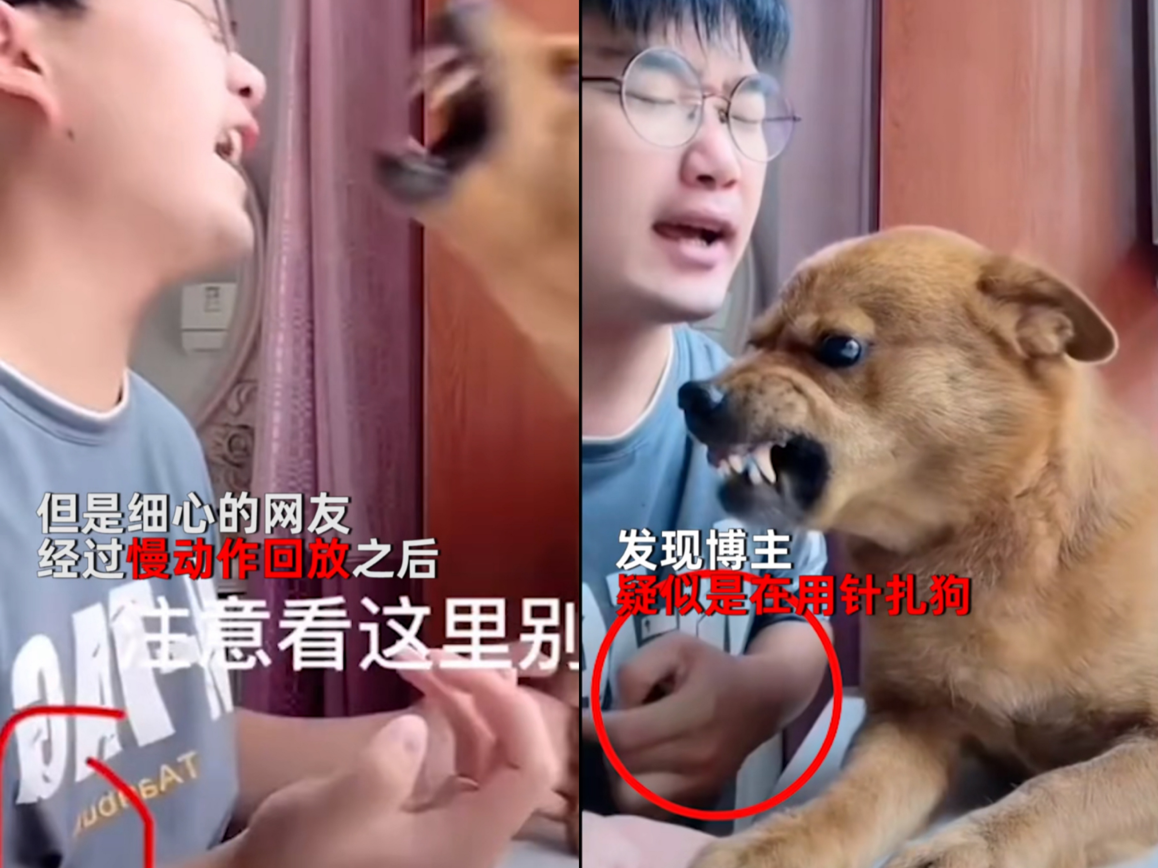The Internet celebrity "Puppy Xiaopang" was suspected of abusing dogs ...